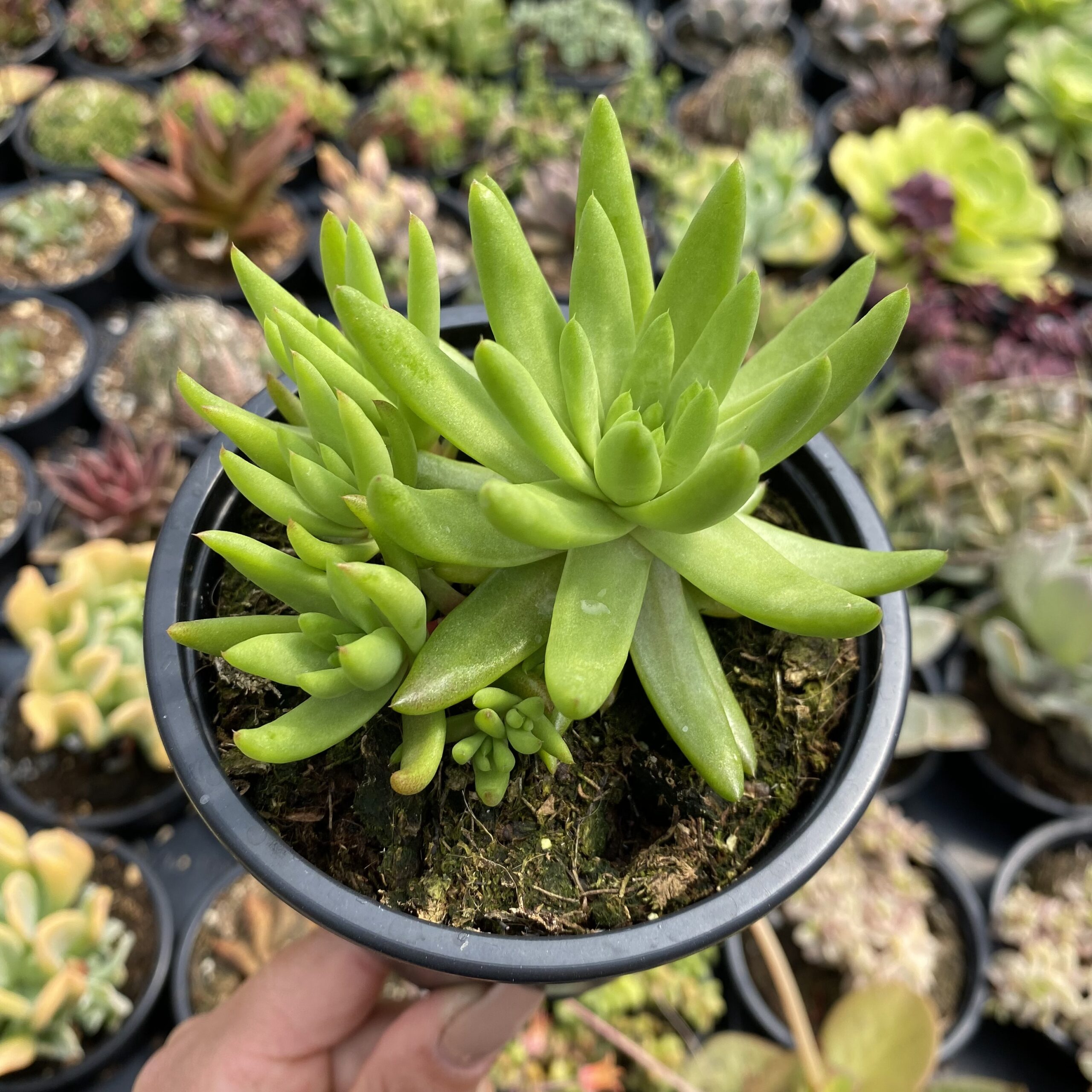 Orostachys japonica – Fonte das Suculentas