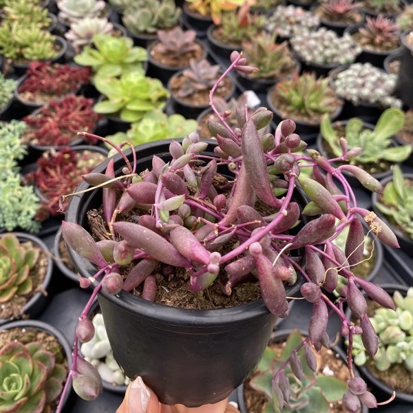 Othonna capensis ‘ruby necklace’ – Fonte das Suculentas