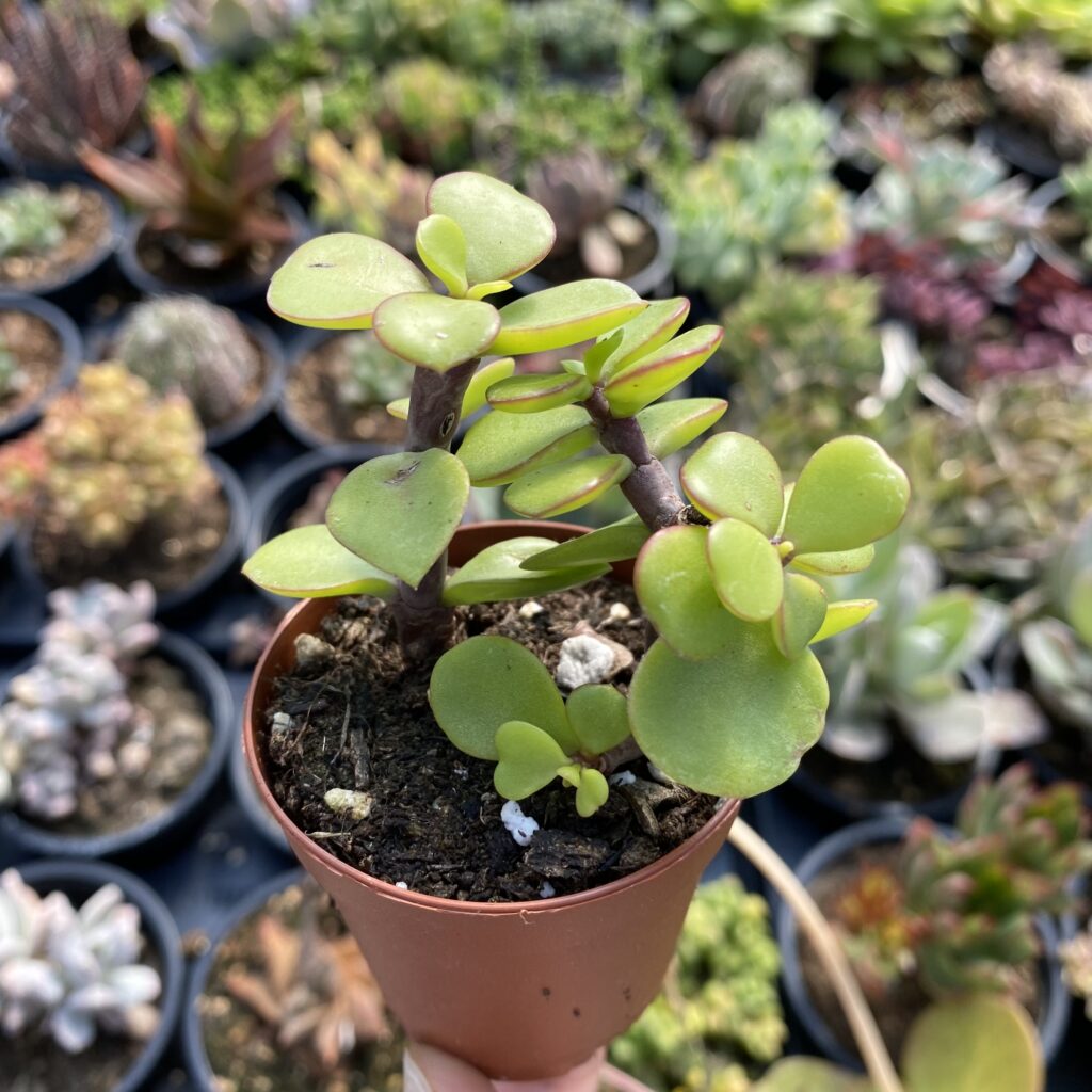 Portulacaria afra – Fonte das Suculentas