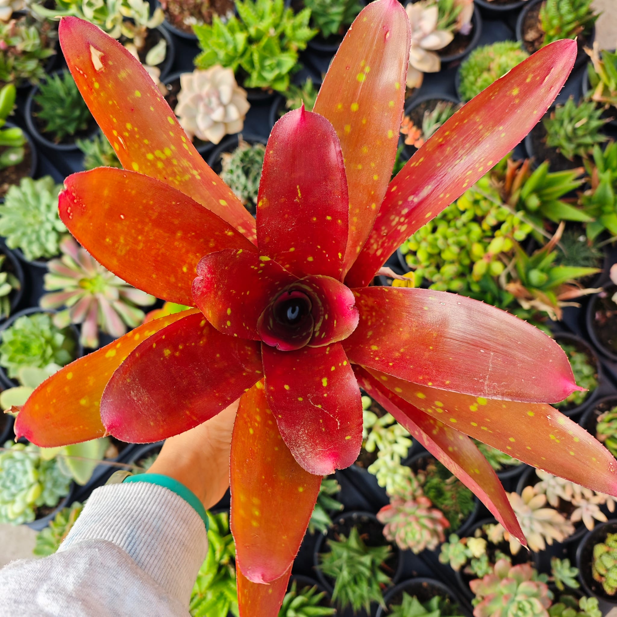 Neoregelia red goodies – Fonte das Suculentas